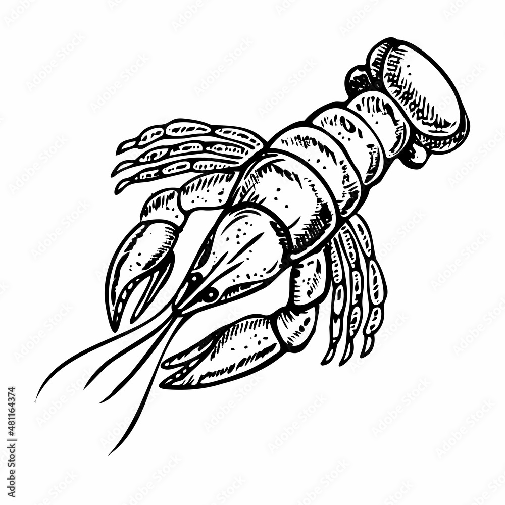 Lobster sketch. Lobster Realistic Hand Drawn Sketch Illustration ...
