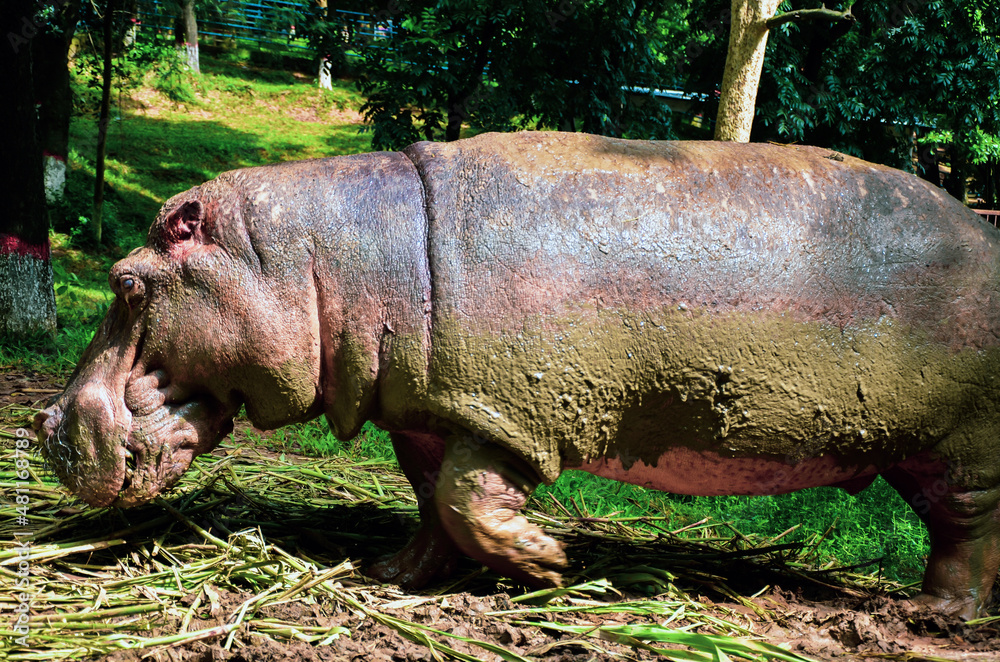 Big and old hippopotamus or hippo walking on the ground to find foods ...