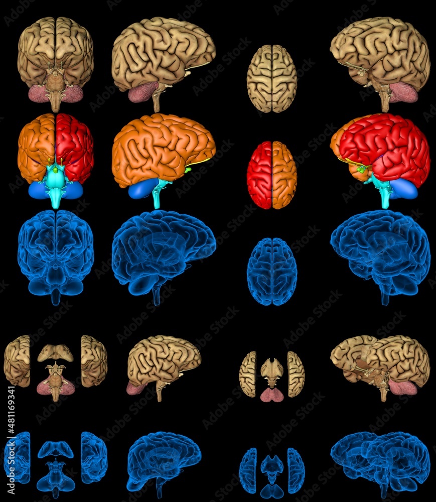 Set of isolated brain renders - whole and split with rontgen style ...