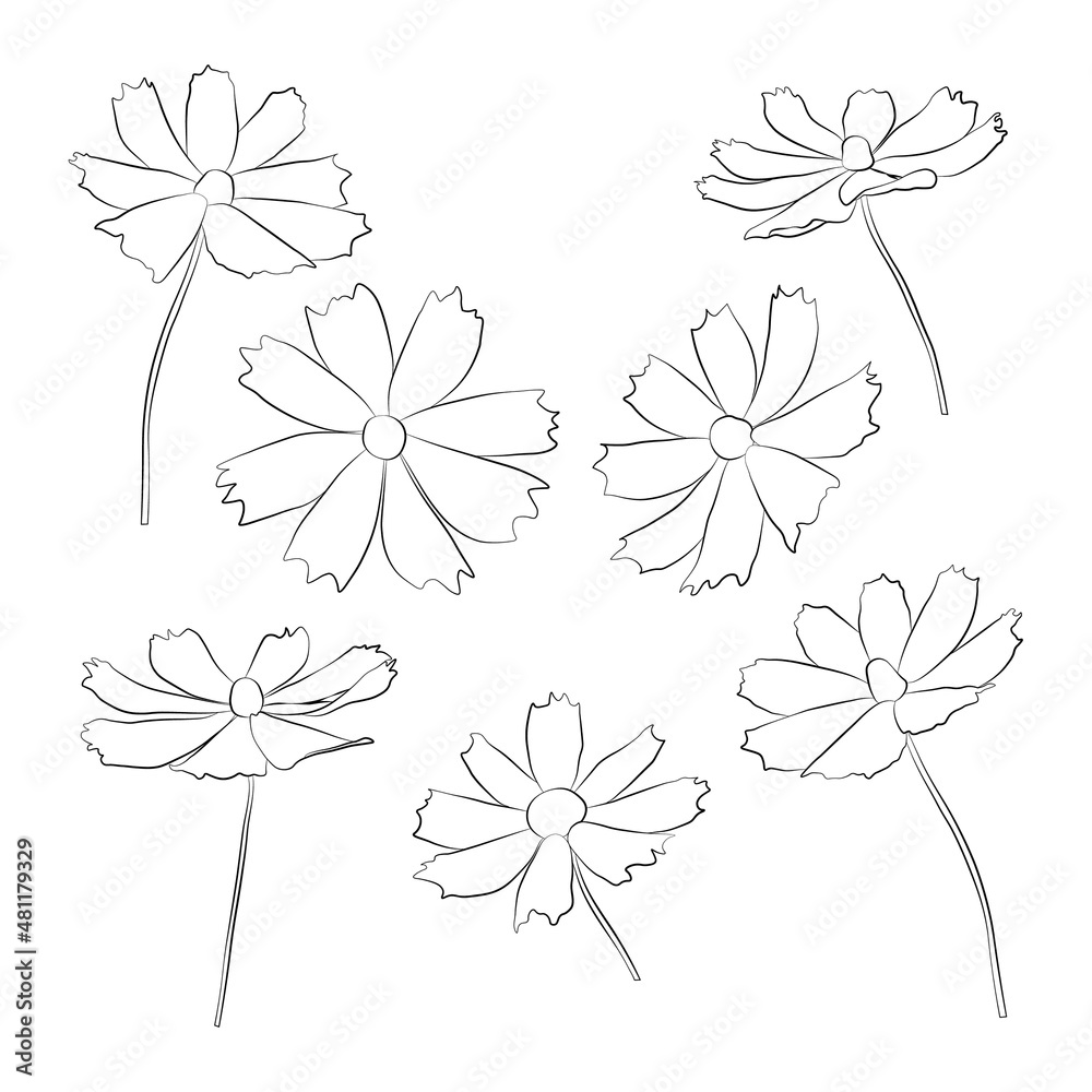 Set of cosmos flower branch vector simple illustration isolated on ...