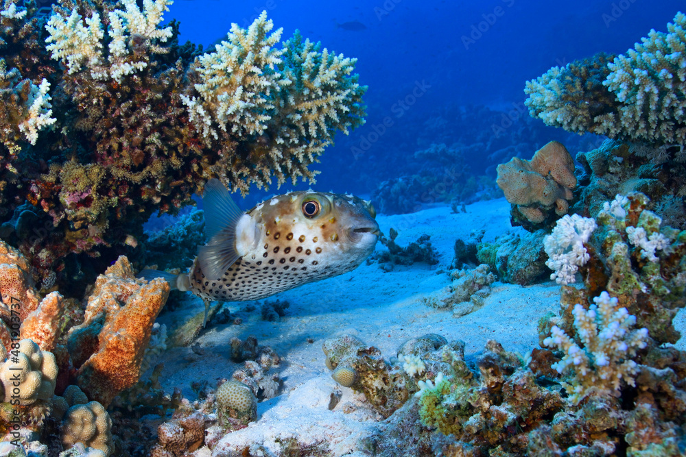 Diver exploring coral reef with puffer fish in sea Stock Photo | Adobe ...