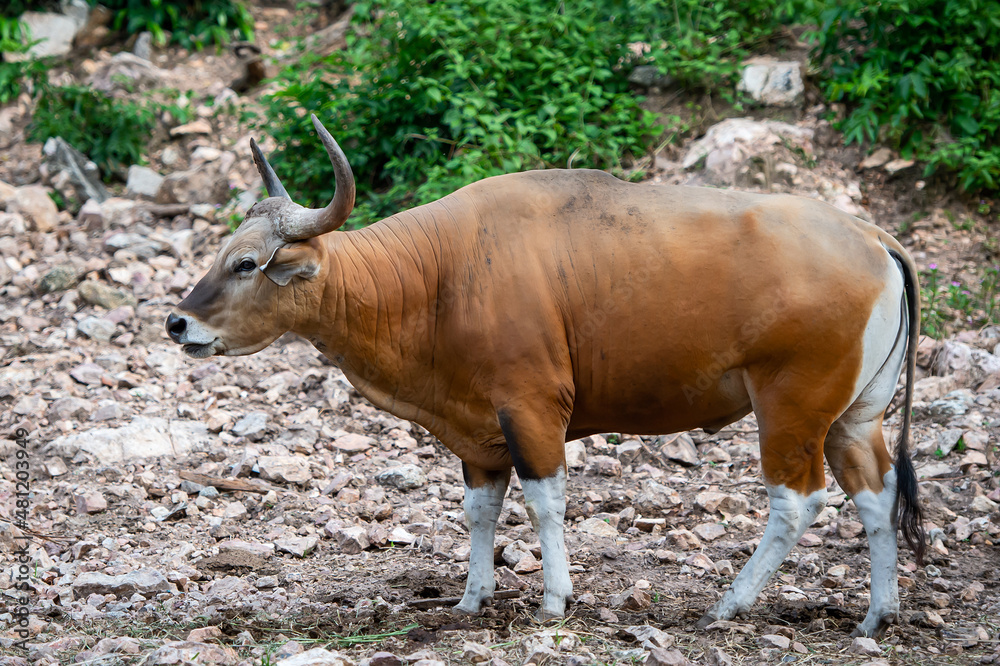 Banteng, Bos javanicus is a rare animal in nature. Stock Photo | Adobe ...