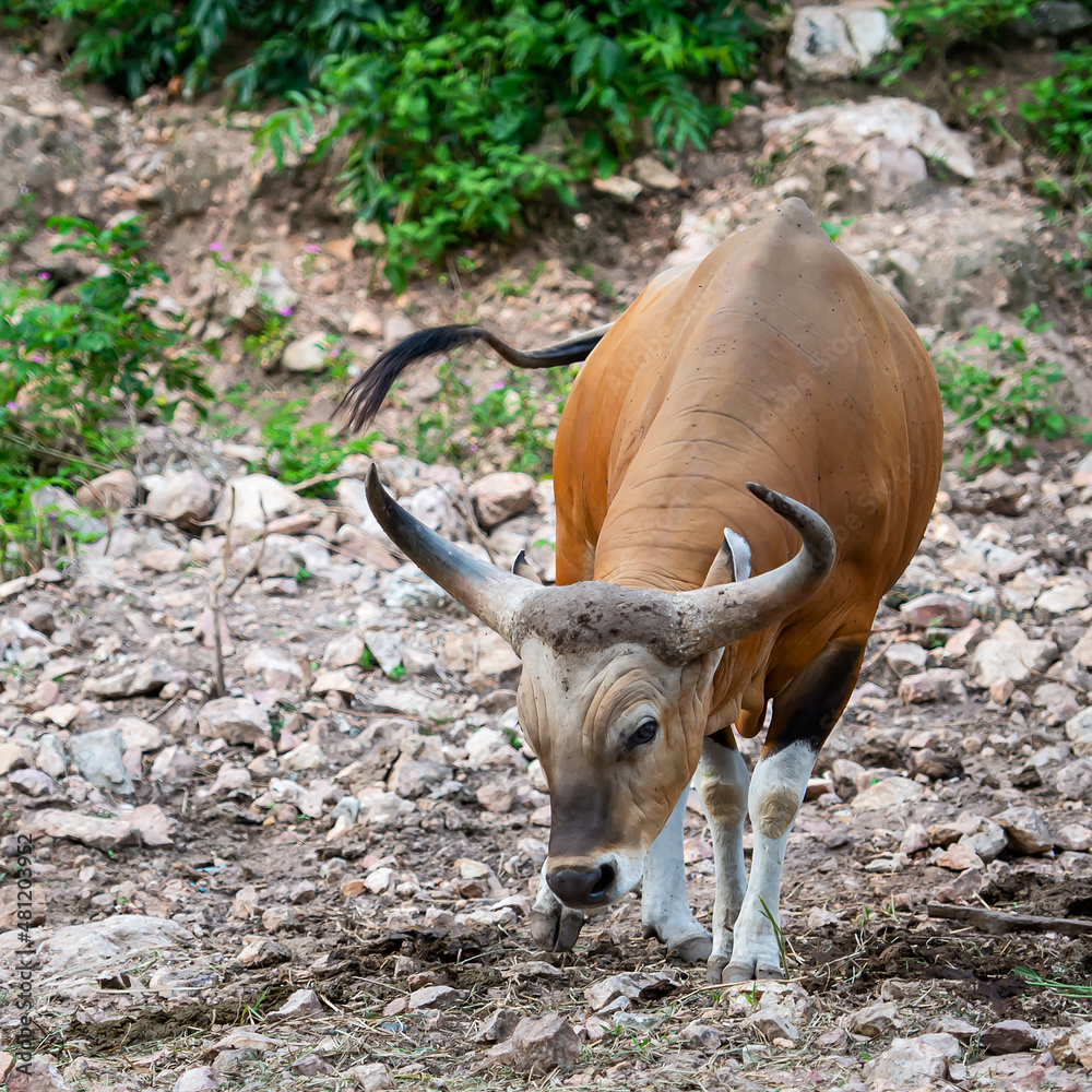 Banteng, Bos javanicus is a rare animal in nature. Stock Photo | Adobe ...