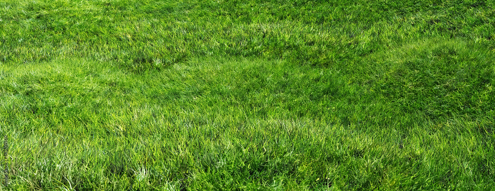 Green grass empty field background, texture. 3d illustration Stock ...