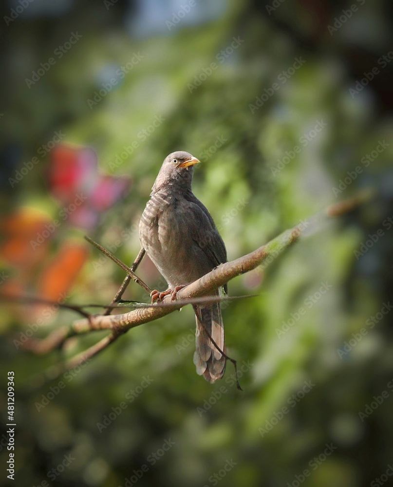 bird sitting on tree , Most common Indian Bird known as chocha ...