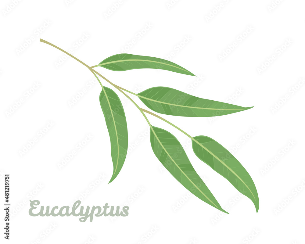 Eucalyptus branch isolated on white background. Vector illustration of ...