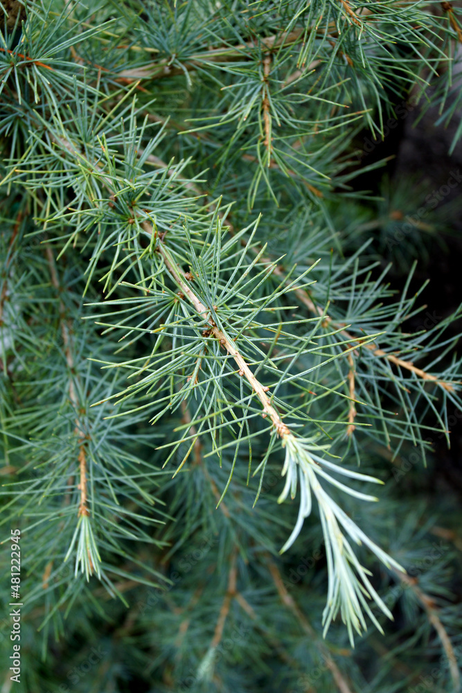 Closeup of the foliage of deodar cedar (Cedrus deodara), also known as ...