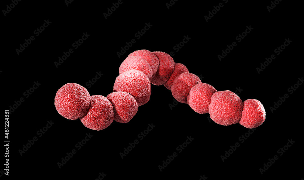 Streptococcus is a spherical bacteria, here formed in a chain. The can ...