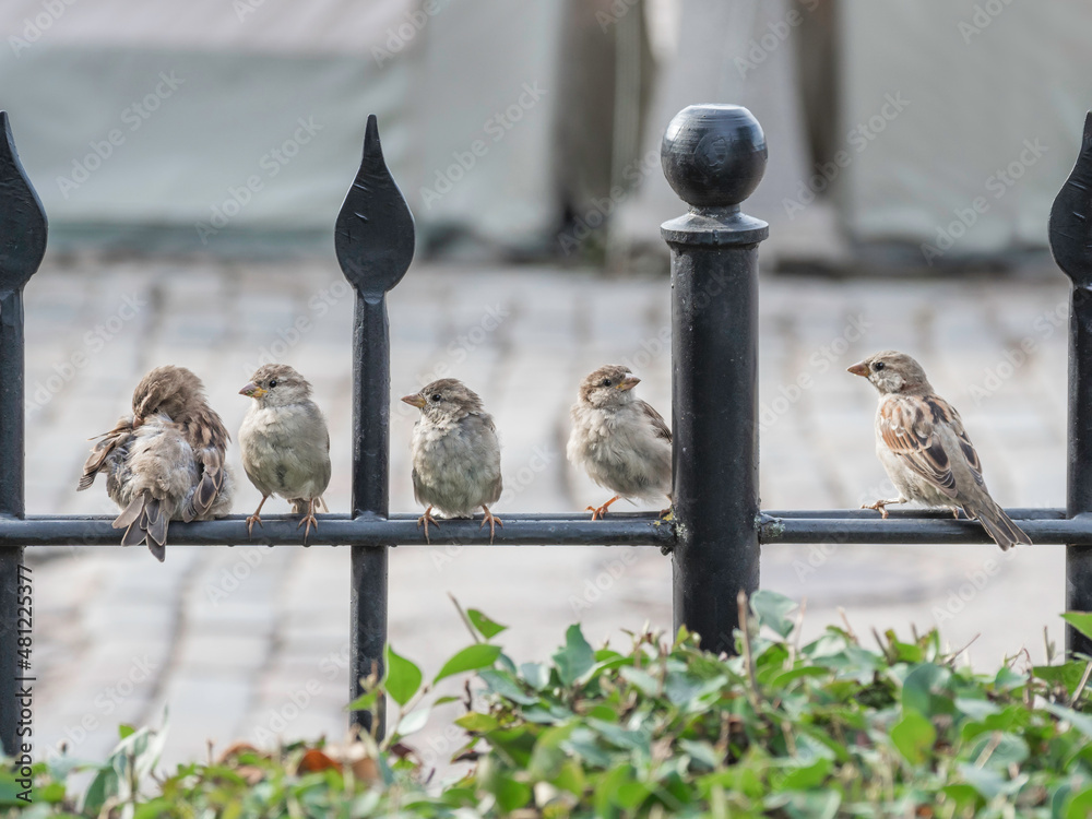 Five sparrows sit in a row on black fence of urban park. Little birds ...