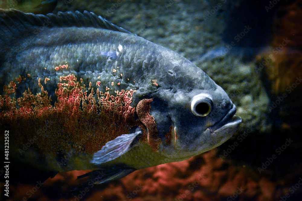 Astronotus ocellatus fish swimming underwater Stock Photo | Adobe Stock