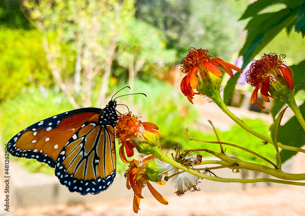 Macro, close-up view of Monarch butterfly pollinating desert flower ...