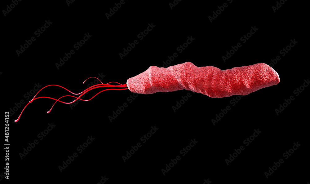 Helicobacter pylori, this spiral shaped bacterium is usually found in ...