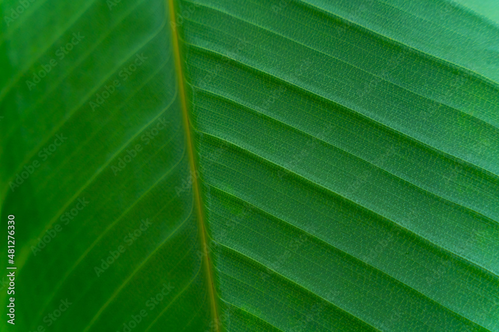 Large plate of green leaf of a tree or bush on close examination so ...