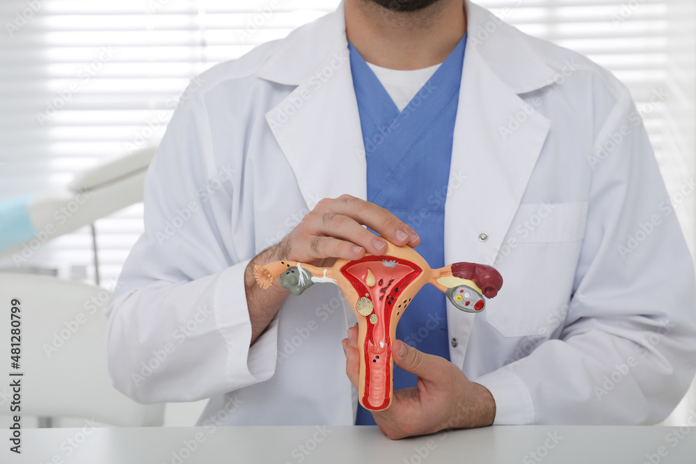 Gynecologist demonstrating model of female reproductive system in ...