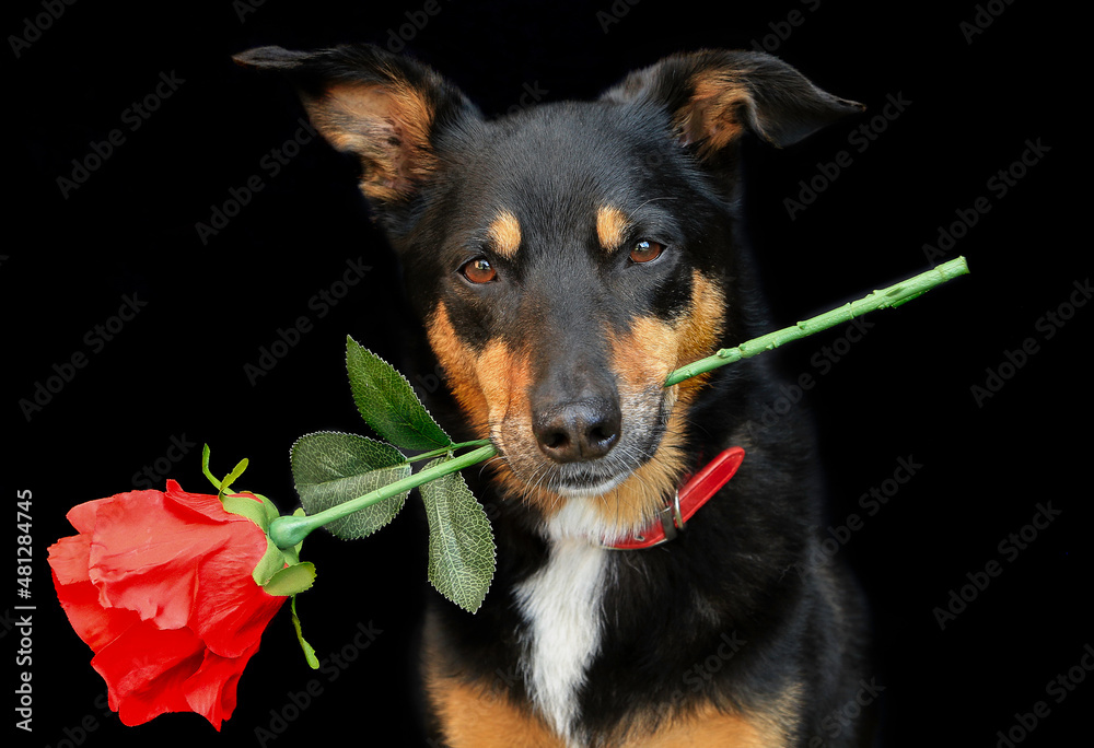 Cute black and tan Kelpie (Australian breed of sheep dog) holding a red ...