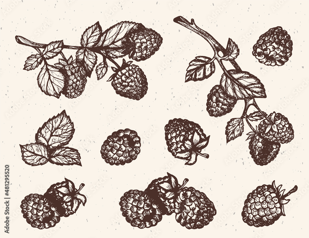 raspberry vector drawing hand sketch. blackberry vector sketch ...