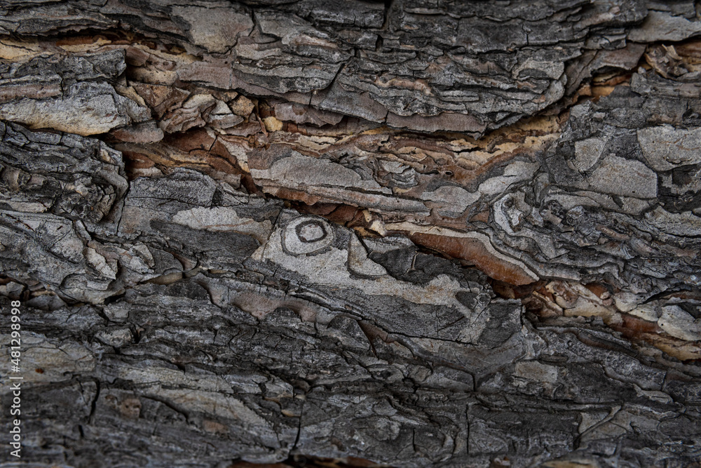 Tree bark macro texture, aged wood, cracks on the tree, old tree in the ...