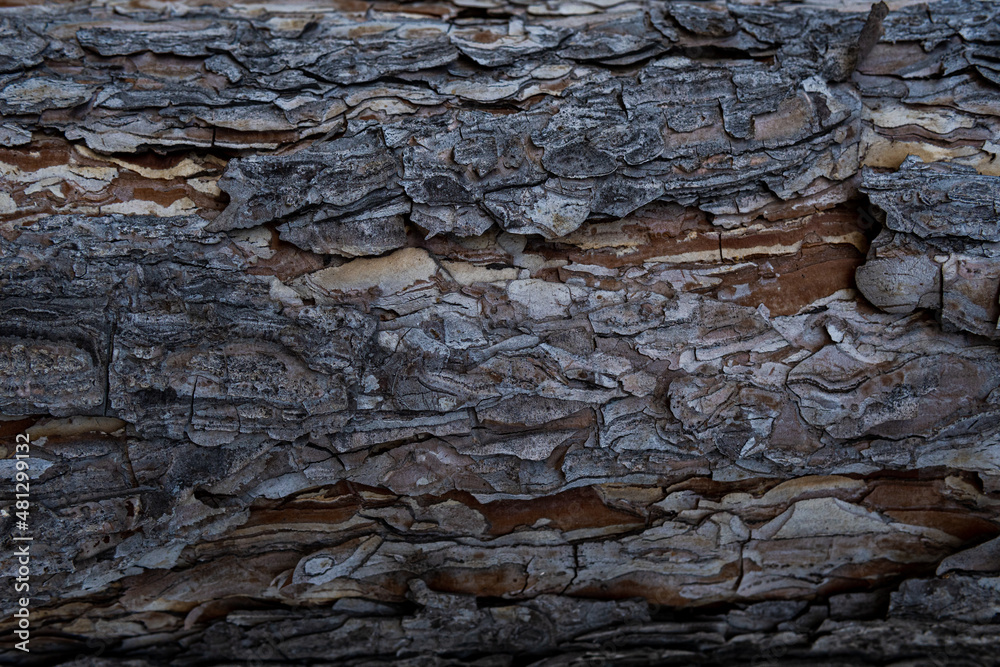 Tree bark macro texture, aged wood, cracks on the tree, old tree in the ...