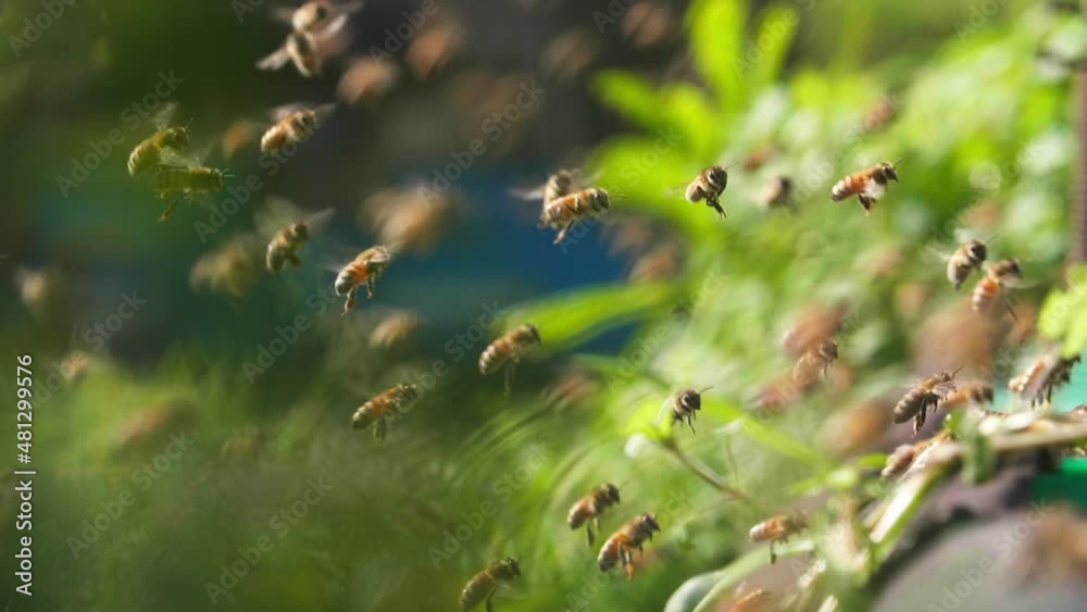 swarm of honey bee flying around bee hive Stock Video | Adobe Stock