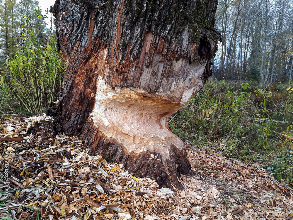 Big, growing tree with impressive beaver damage and signs on wood trunk ...