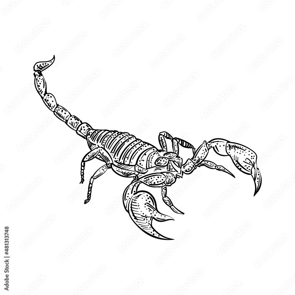 Scorpion hand drawing sketch. linear terrestrial arachnid. Vector ...