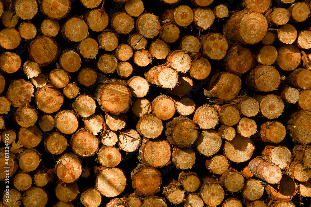 Stack of logs of pine Stock Photo | Adobe Stock