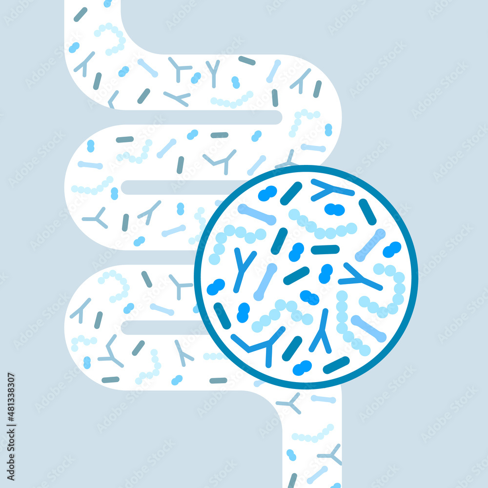 Gut microbiome concept. Human intestine microbiota with healthy ...