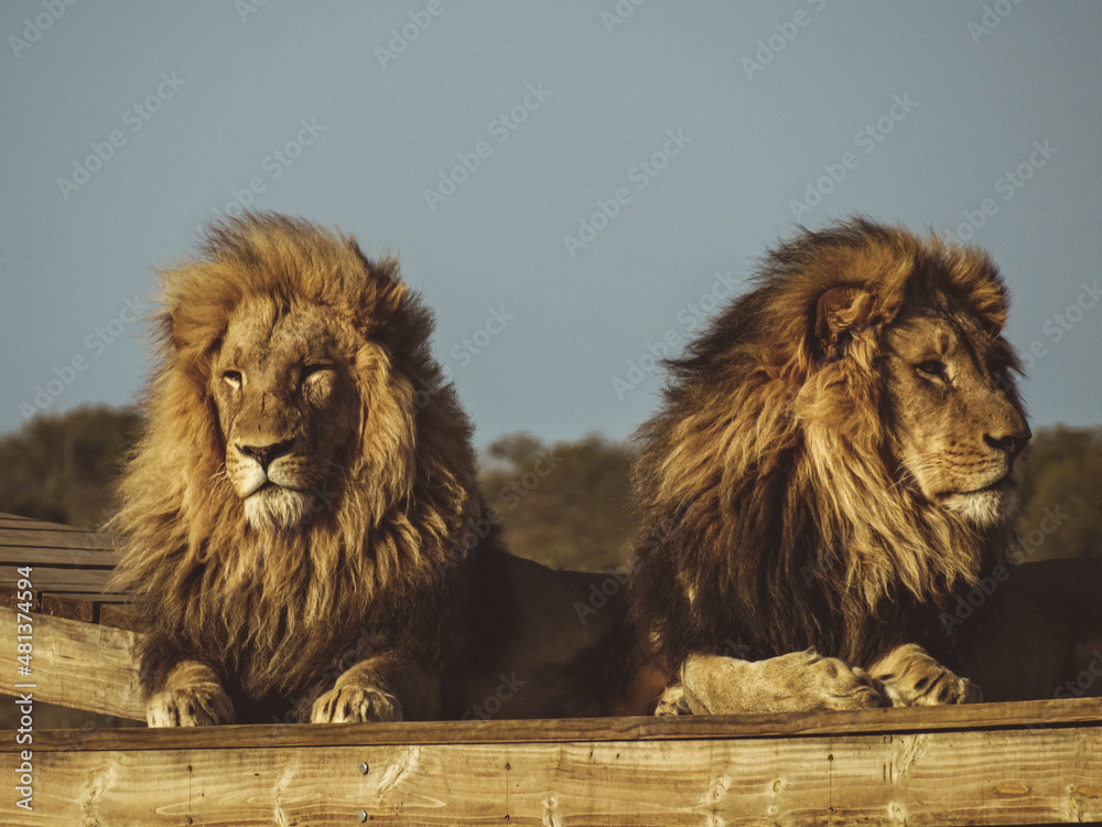 Two lions looking around next to each other Stock Photo | Adobe Stock