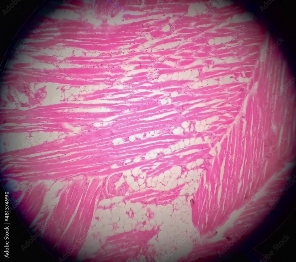 Skeletal muscle cell under microscope. Stock Photo | Adobe Stock
