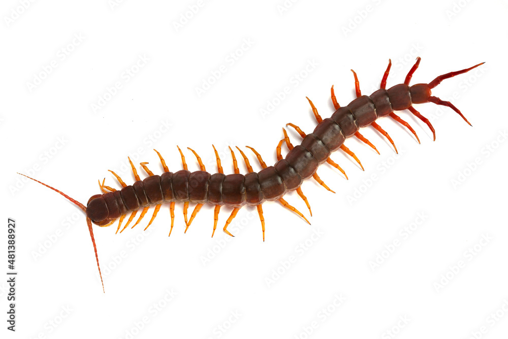 centipede (Scolopendra sp.) Giant centipede isolated on white ...