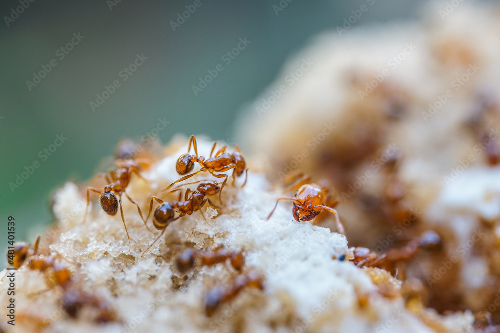 Red Imported Fire Ant Action Of Fire Ant Stock Photo Adobe Stock