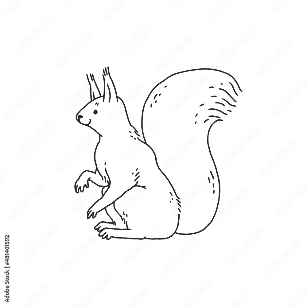 squirrel side view. Cartoon outline black white sketch illustration of ...