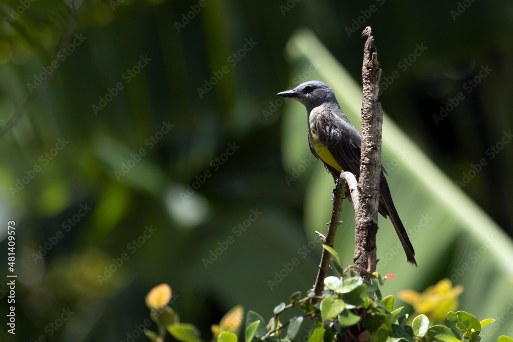 The Tropical Kingbird also known as Suiriri perched on the branches of ...