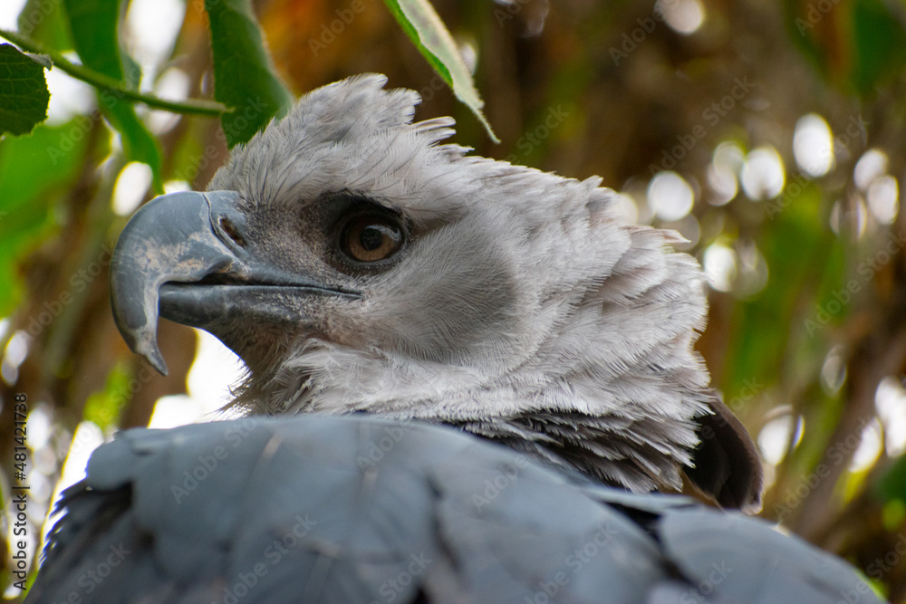 Obraz na płótnie Harpia harpyja, aguila arpia en su habitad natural en ...