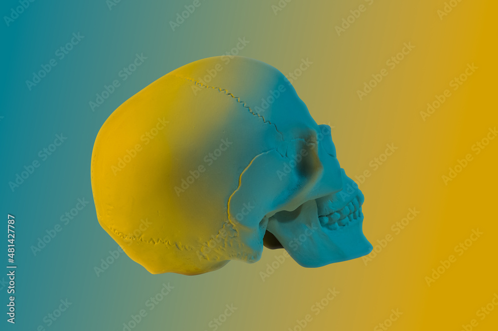 Blue yellow gypsum human skull isolated on colorful background. Plaster ...