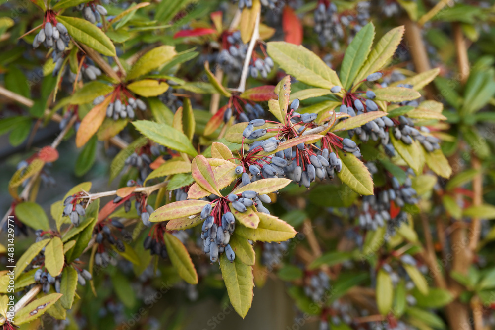 Wintergreen Barberry or berberis julianae grown for barrier edges, its ...