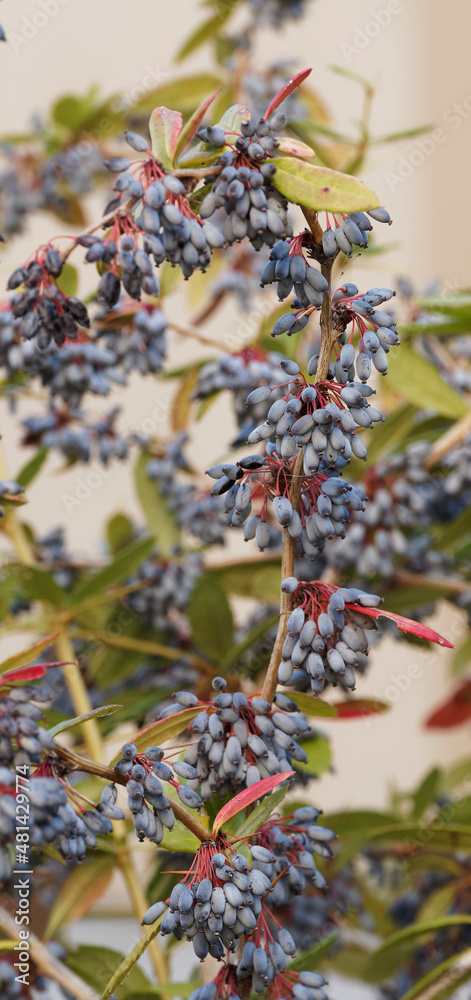 Berberis julianae | Wintergreen barberry or Chinese barberry ...