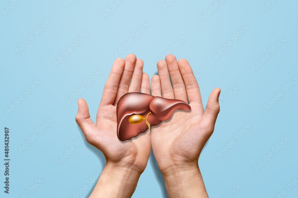 Human hands holding healthy liver shape on light background. Stock ...