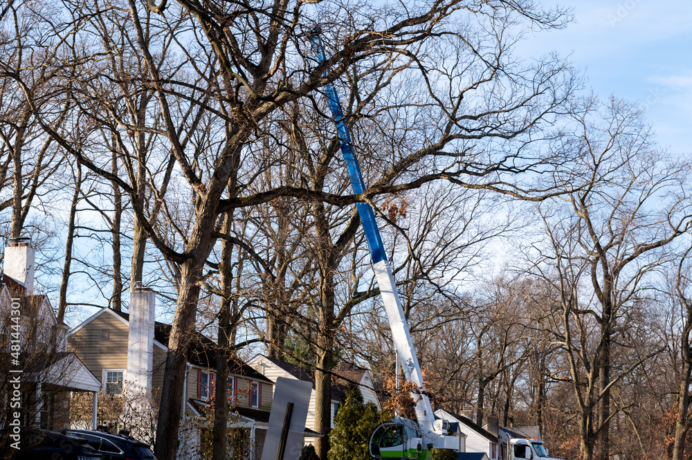 Pruning tall trees in winter with a hydraulic lift platform truck ...