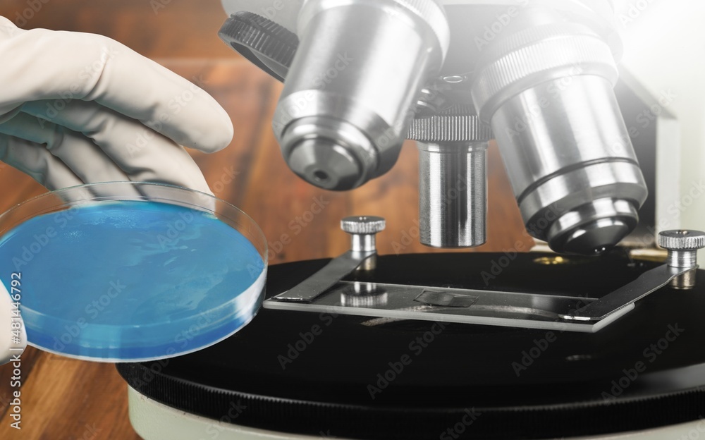A petri dish with bacteria under a microscope. Do the science of the ...