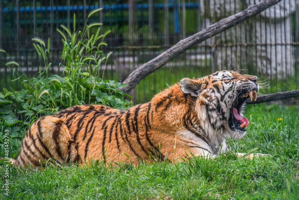 Angry tiger at the zoo - captive tiger growling Stock Photo | Adobe Stock