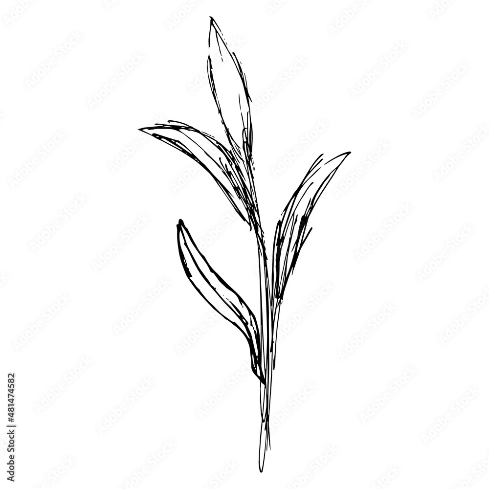Black and white hand-drawn sketch of the deciduous plant stem with ...