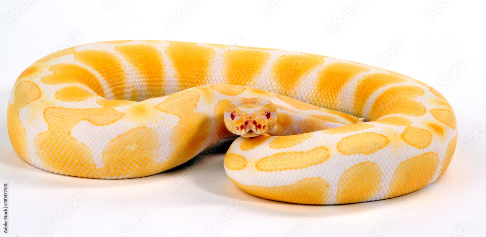 Ball python // Königspython (Python regius) - Albino colour-morph Stock Photo | Adobe Stock