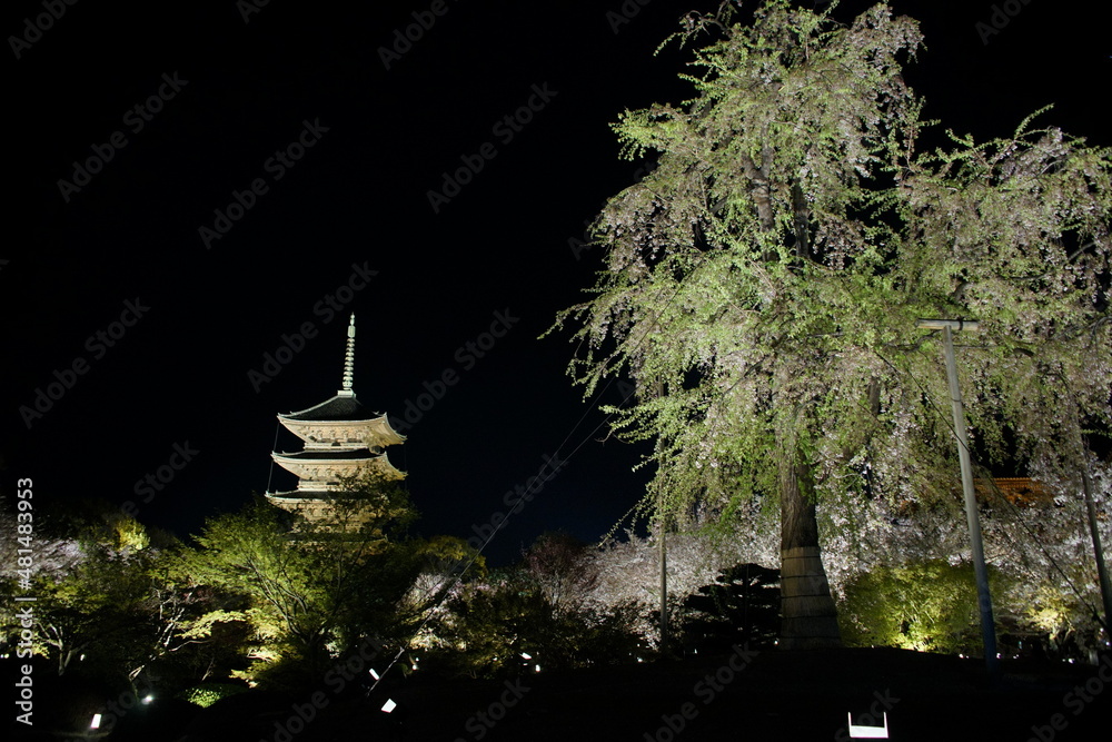 Night view of World Heritage, Kyoto TOJI temple in cherry blossom ...