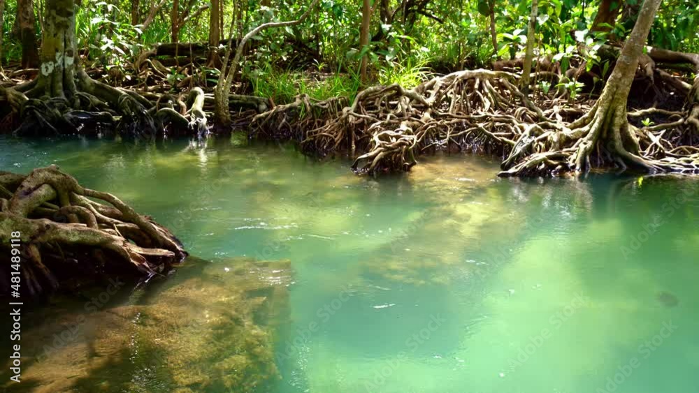 Tropical trees roots in swamp forest and crystal clear water stream ...