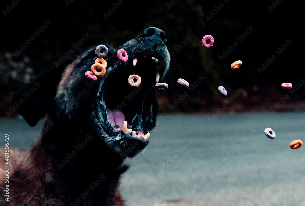 Funny Street Dog Catching Cereal foto de Stock | Adobe Stock