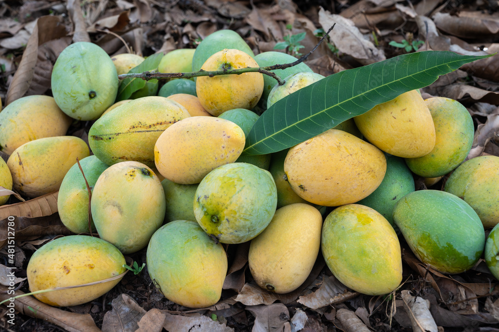 Green and Yellow mangoes after picking from mango tree. Mangoes are a ...