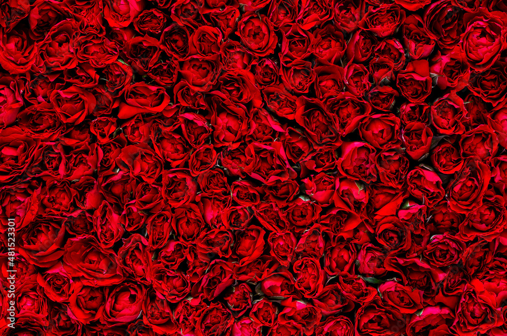 Red rose background for anniversary, mother and Valentine's day concept ...
