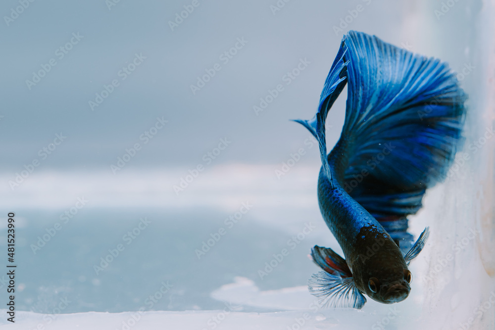 beautiful little betta fish, betta fish on plain background Stock Photo ...