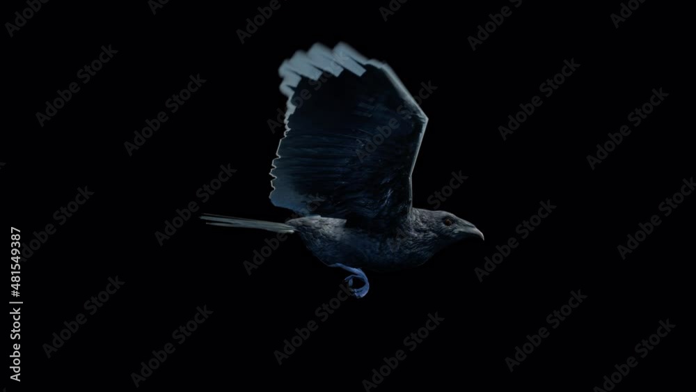 Crow Flying Loop Animation on Transparent Background Ultra HD 4K vídeo ...